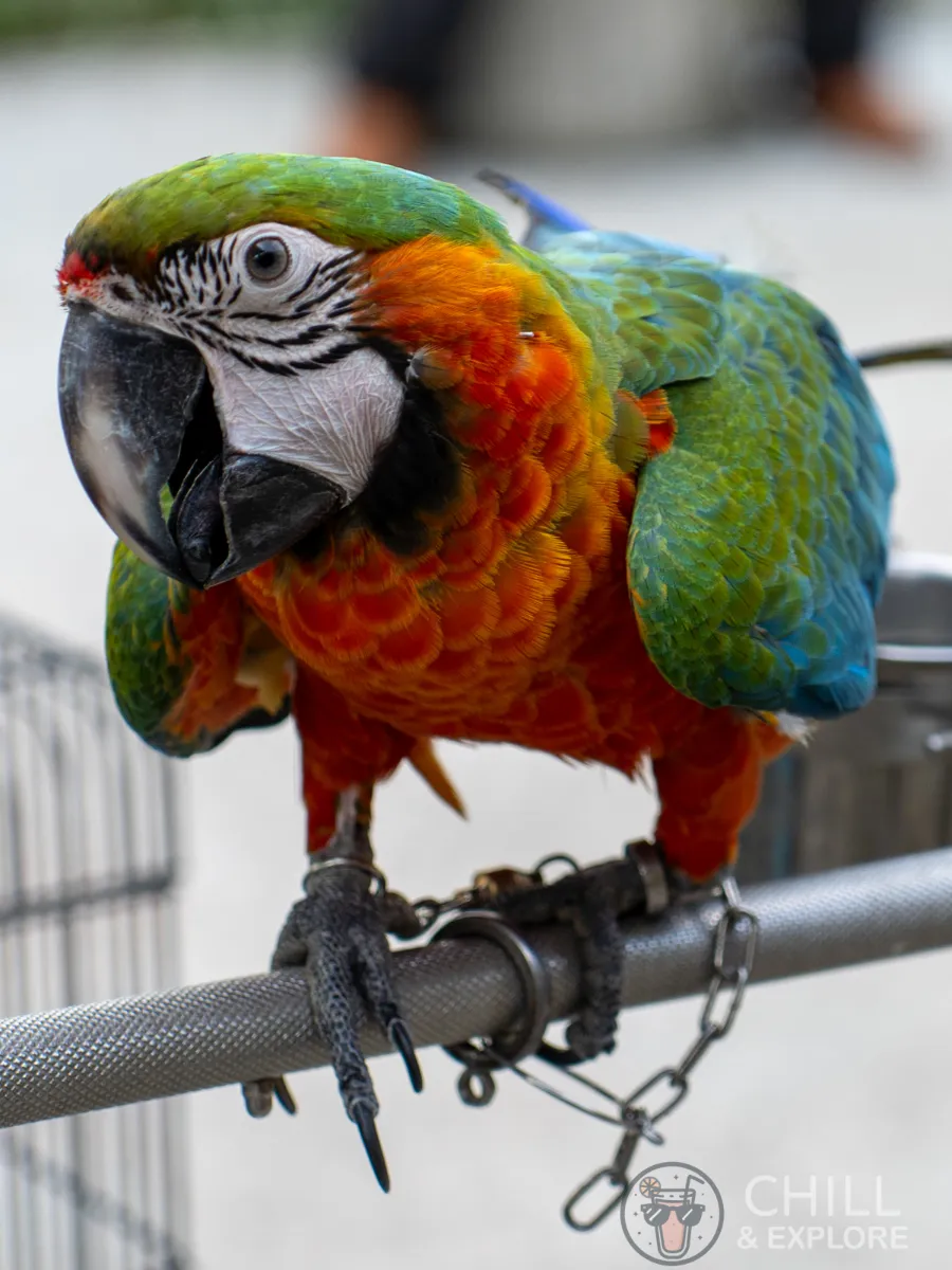 Yuen Po Street Bird Garden: A Must-See for Avian Enthusiasts